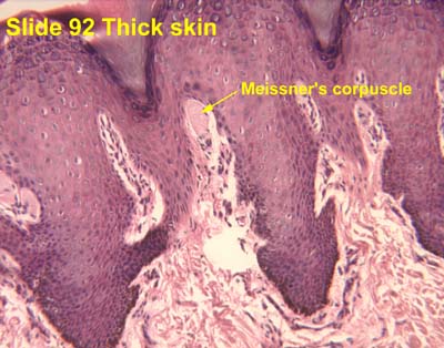 Meissners Corpuscle Histology